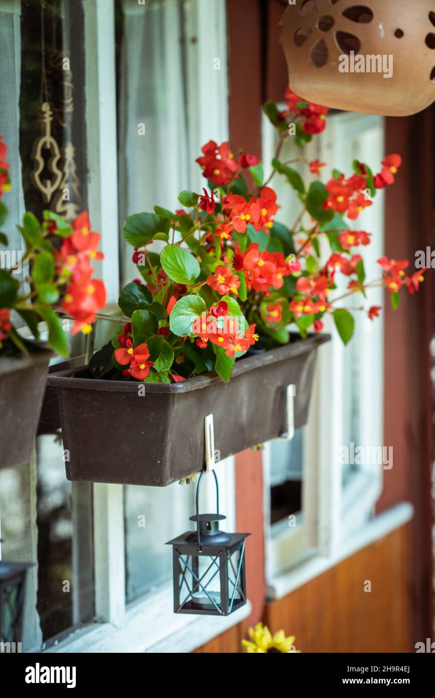 Flowers in window box. Red begonia in pot. Flower decoration at window ...