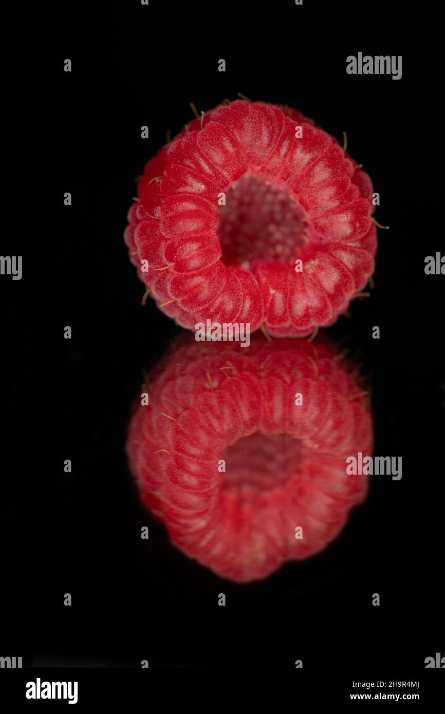 Close-up of a raspberry (Rubus idaeus) on a mirror, studio photography ...