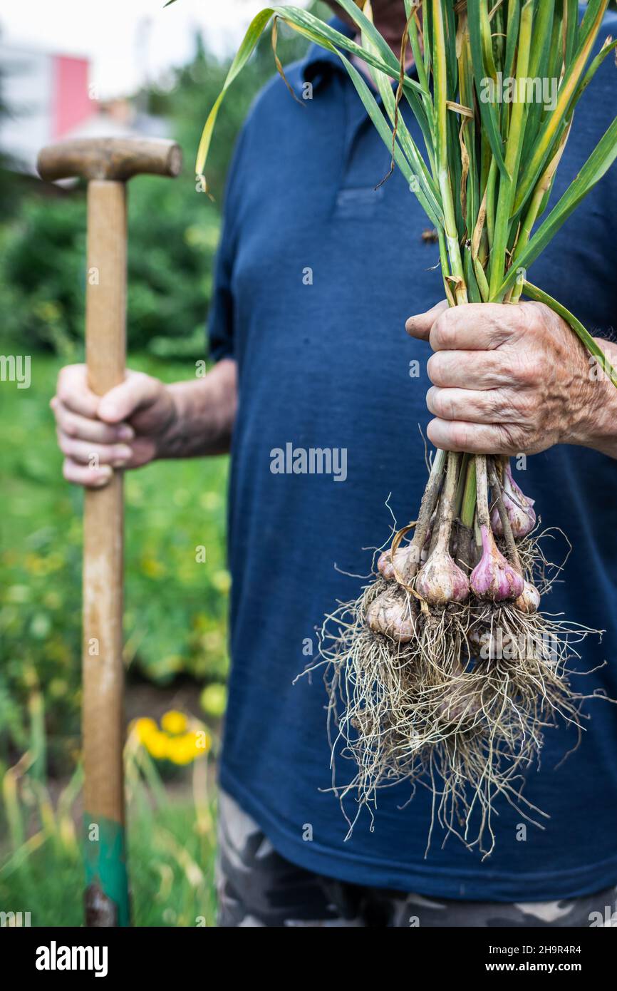 Farmer harvesting garlic from organic farm. Gardener working at ...