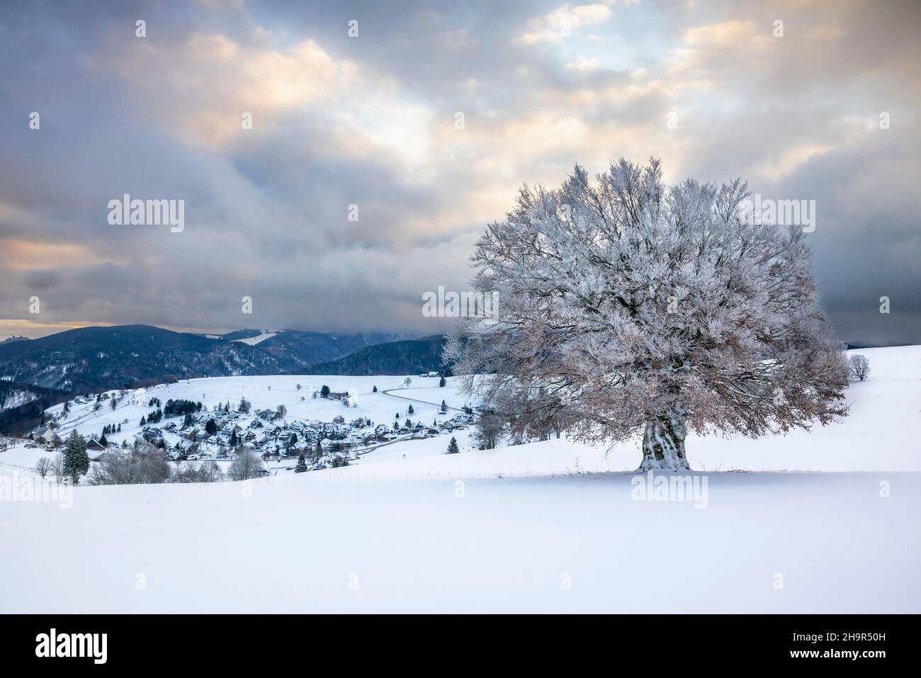 Snowy landscape with old beech tree on the Schauinsland with Hofsgrund ...