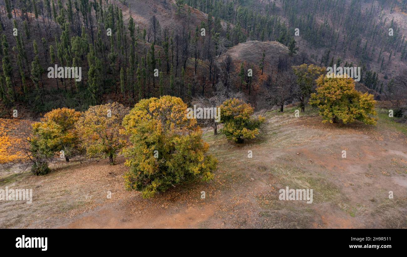 Burnt trees and colourfully discoloured forest floor, aerial view, Gran ...