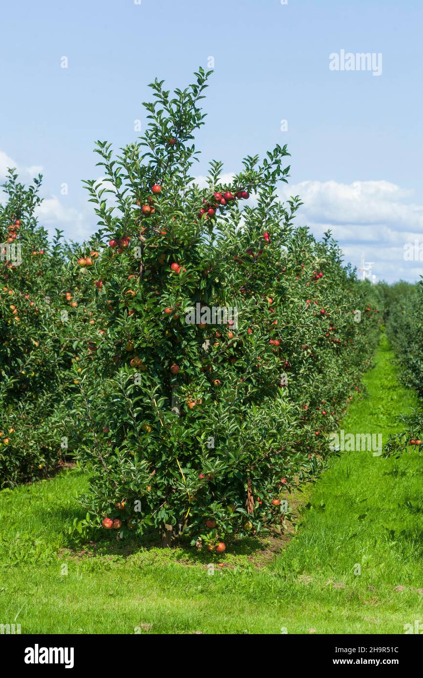 Apple orchard, Gruenendeich, Altes Land, Lower Saxony, Germany Stock ...