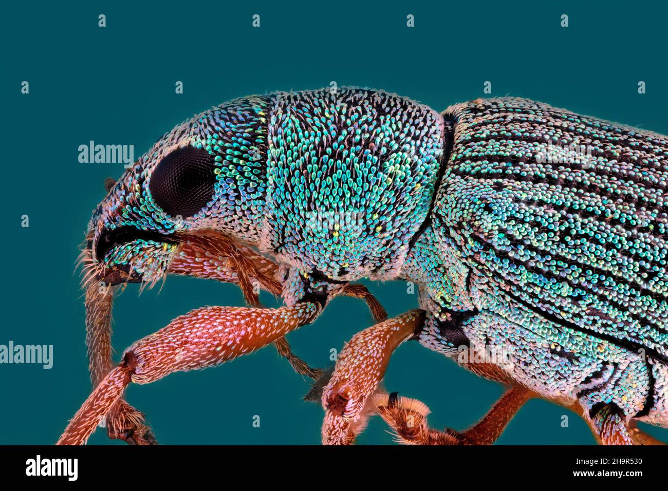 Weevil (Curculionidae), macro photo, magnification ABM 5 :1, Hesse ...