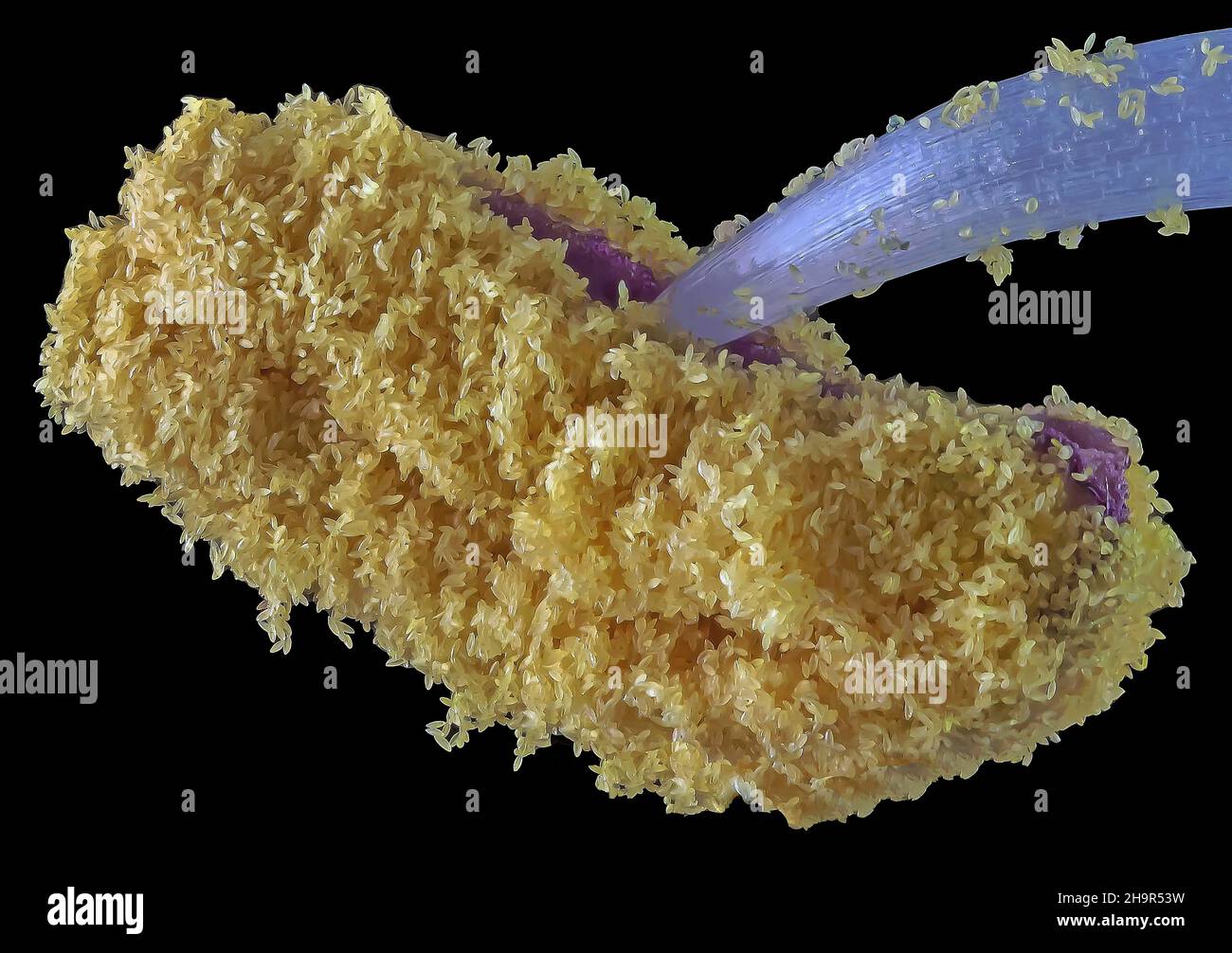 Pollen of an Amaryllis (Amaryllidaceae), macro photo, magnification ABM ...