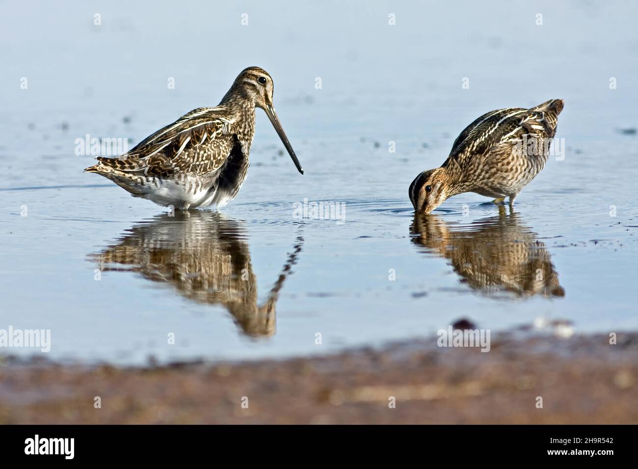 Two Snipe (Gallinago) (gallinago), standing in the water, foraging ...