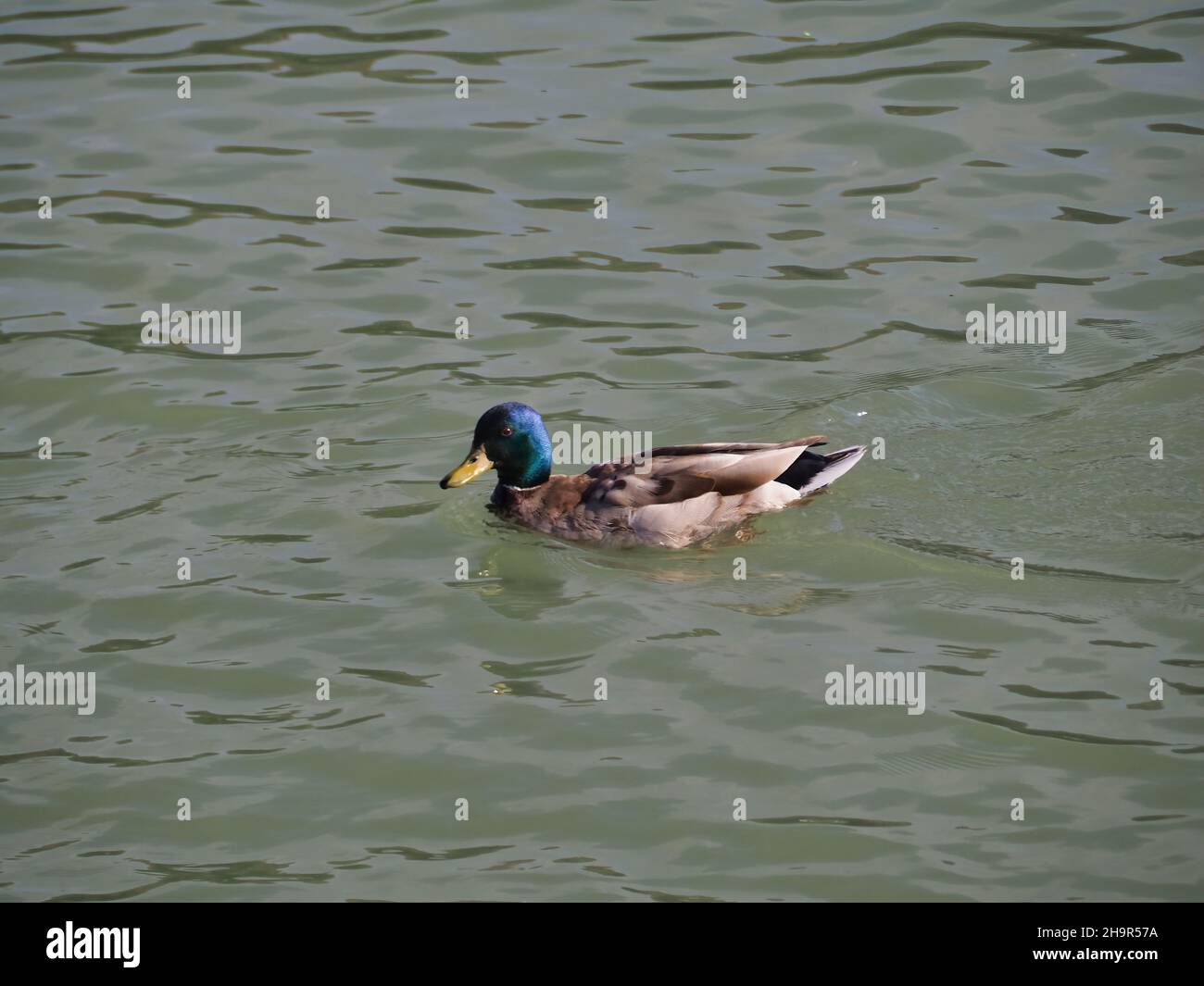 View of a mallard duck floating in the lake Stock Photo - Alamy