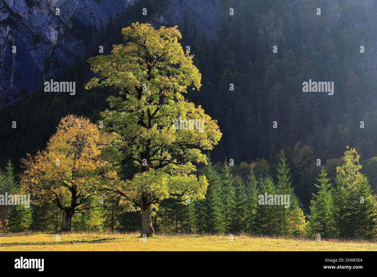 Maples (Acer) in front of aceraceae (Hippocastanoideae), in front of ...