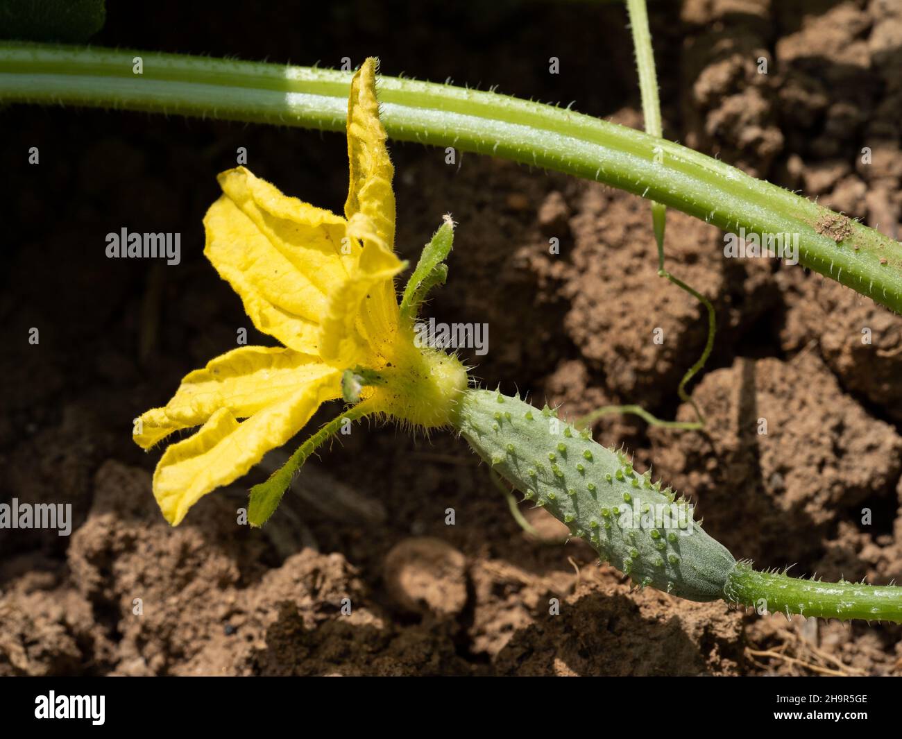 A Cucumber (Cucumis sativus) growing on the plant, including the flower ...