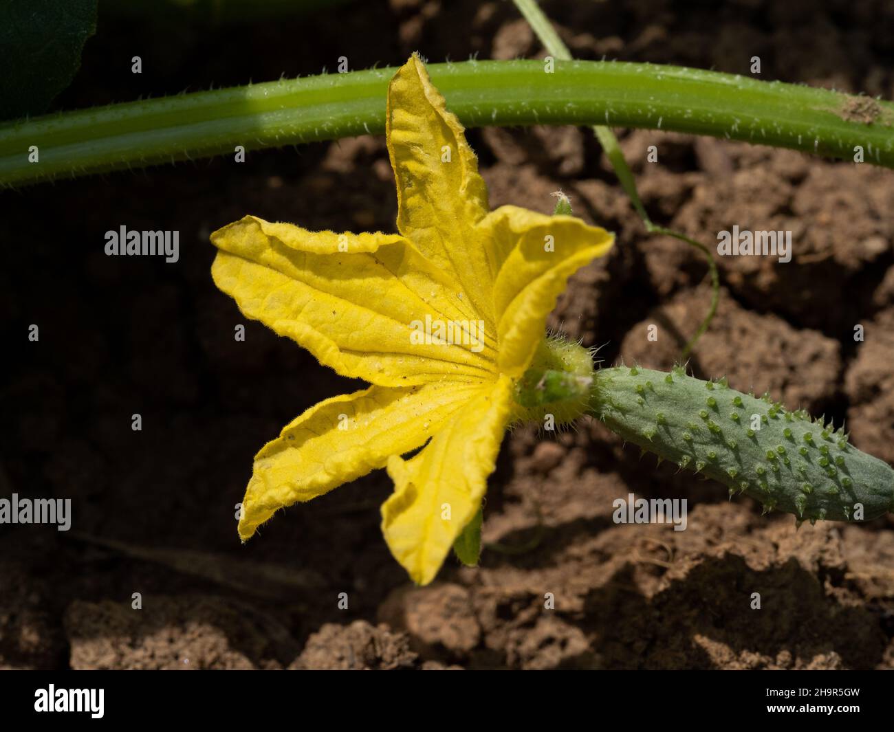 A Cucumber (Cucumis sativus) growing on the plant, including the flower ...