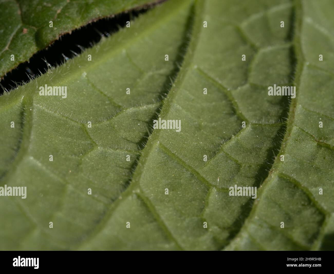 Macro detail of the back side of a leaf of borage (Borago officinalis ...