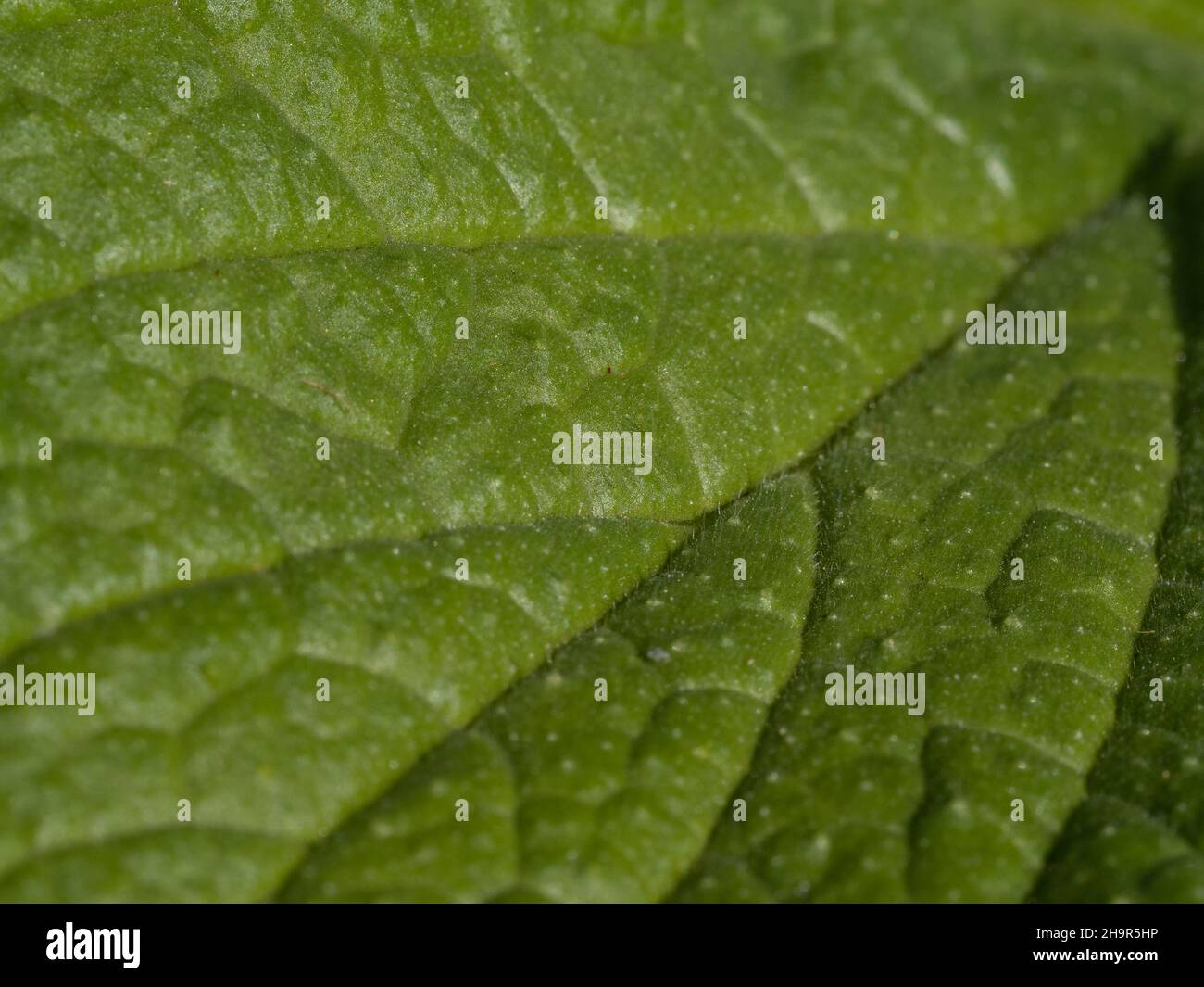 Macro detail of a leaf of borage (Borago officinalis Stock Photo - Alamy