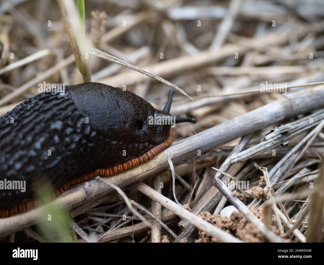 European Black Slug Arion Ater High Resolution Stock Photography and ...