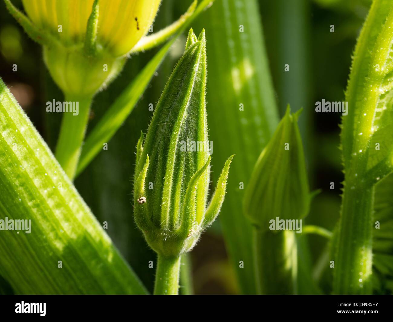 Detail of a green male flower of green zucchini (Cucurbita pepo Stock ...