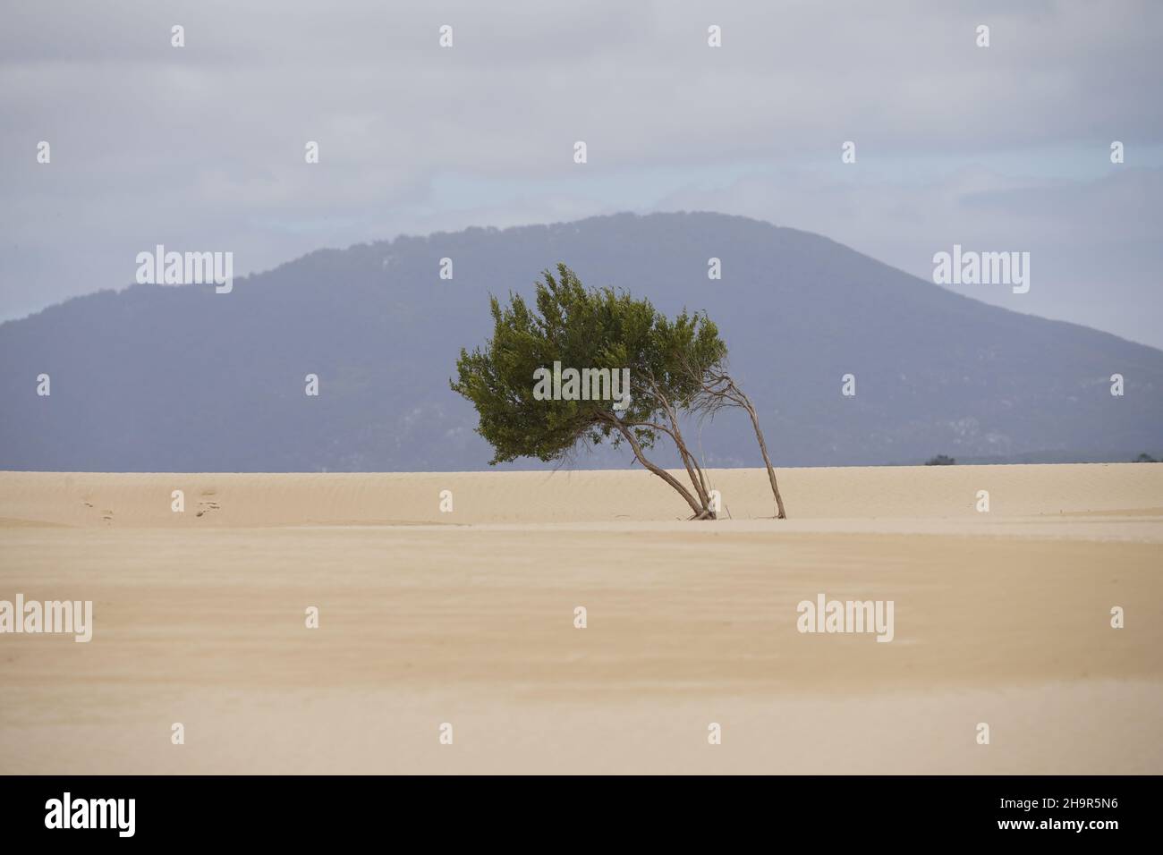 Tree on the Big Drift Wilson Promontory Stock Photo - Alamy