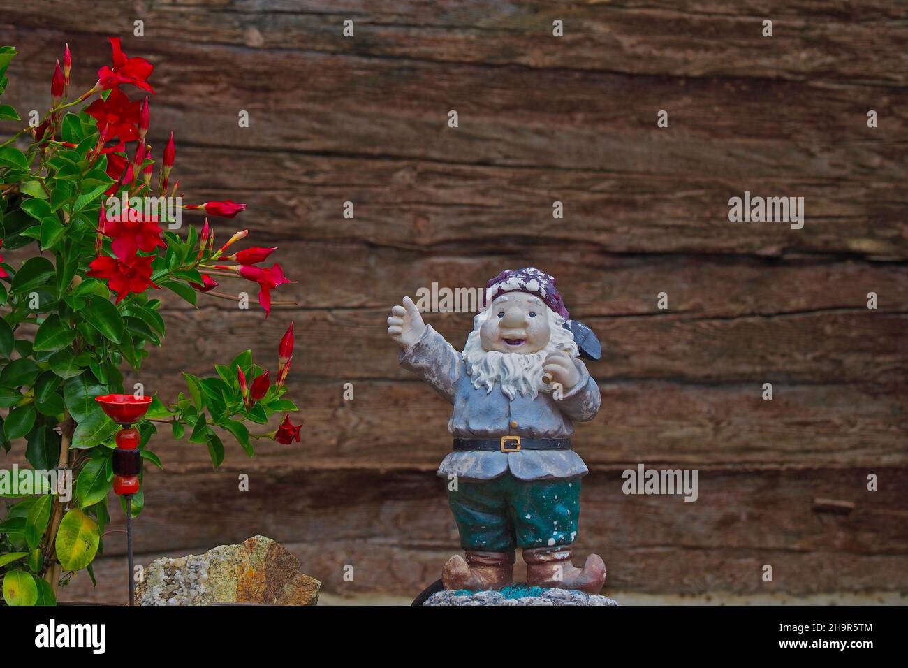 Garden gnome with raised arm Stock Photo - Alamy