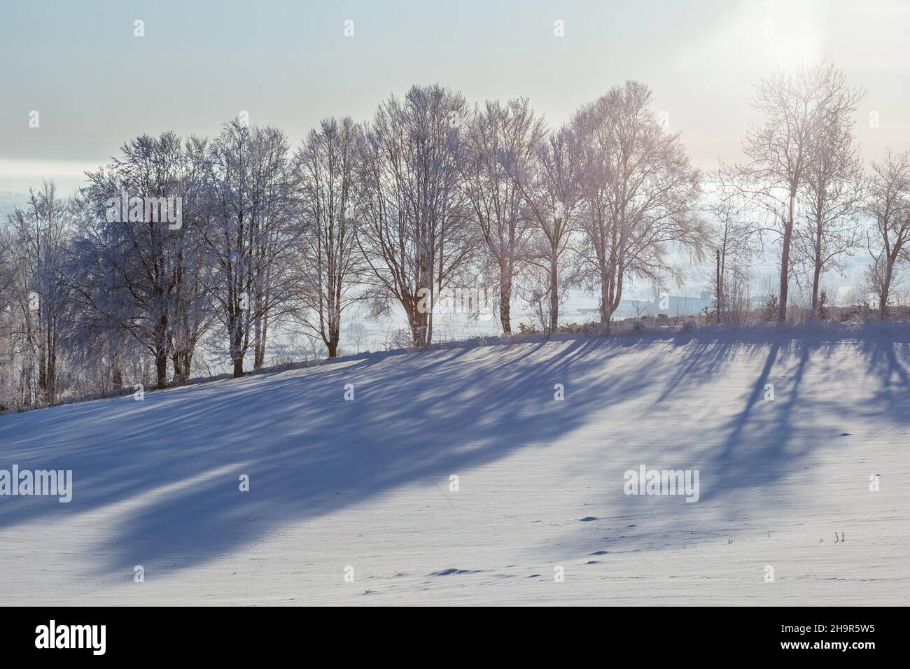 Wintry trees in the landscape with backlight Stock Photo - Alamy