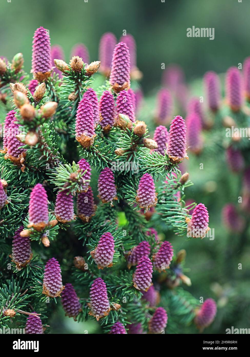 Picea abies, the Norway spruce or European spruce, erect red female ...