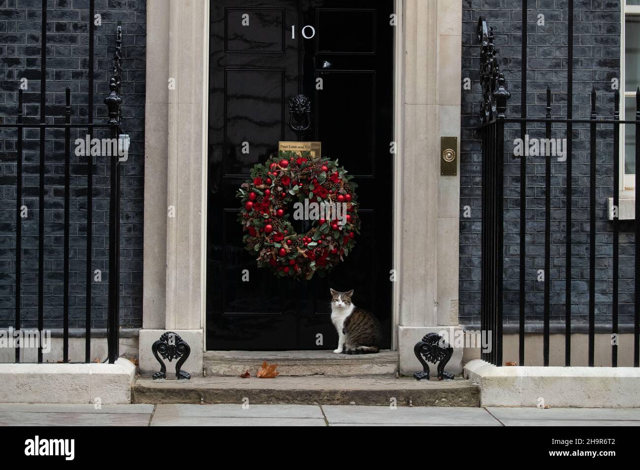 LONDON, UK 8TH DECEMBER 2021. Larry the cat outside Number 10 Downing ...