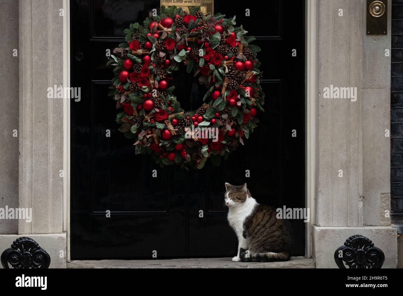 LONDON, UK 8TH DECEMBER 2021. Larry the cat outside Number 10 Downing ...