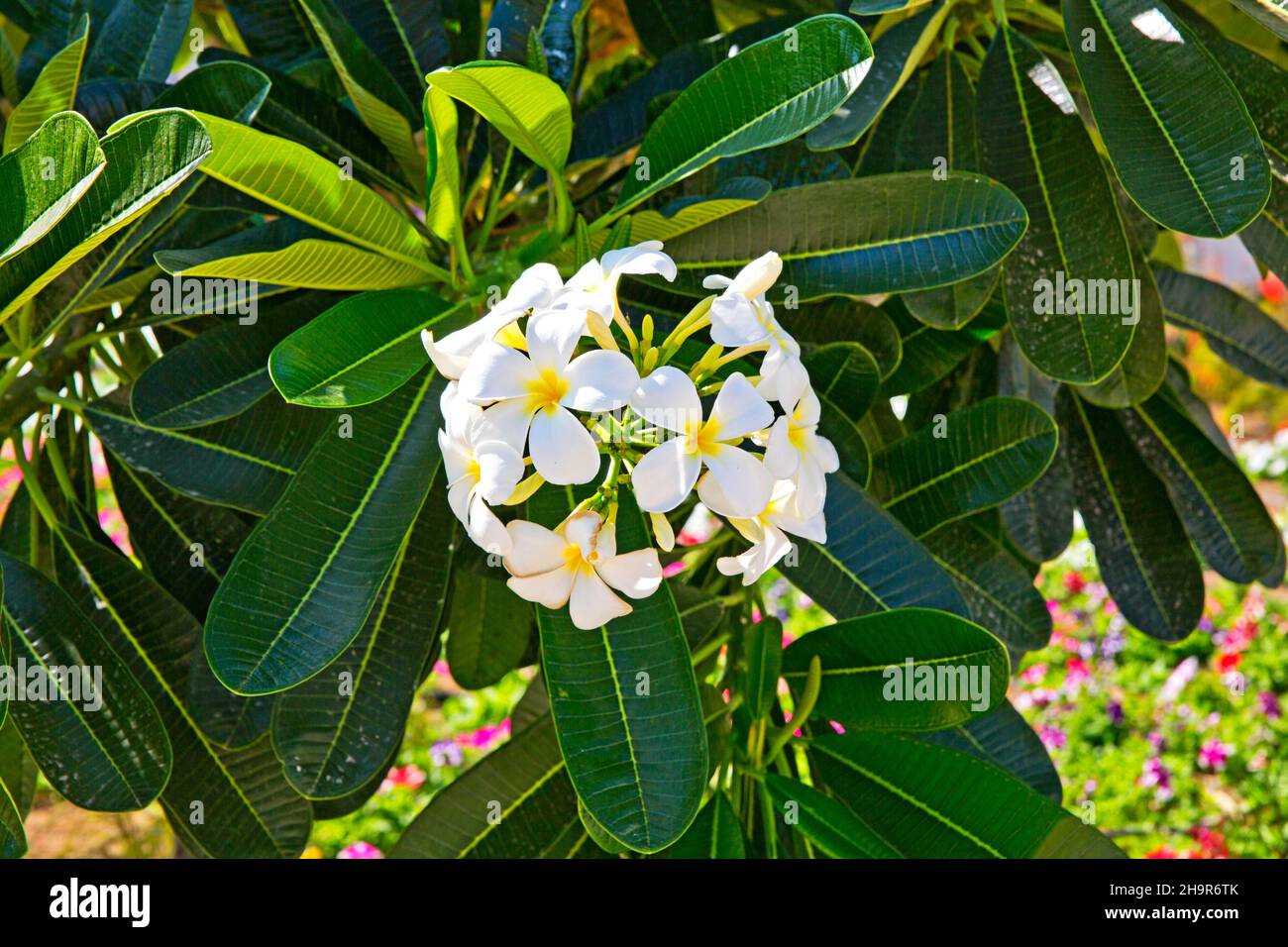 Frangipani flowers, Muscat, Oman Stock Photo - Alamy