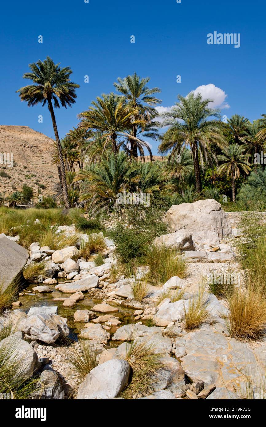 Oasis at wadi bani khalid hi-res stock photography and images - Alamy