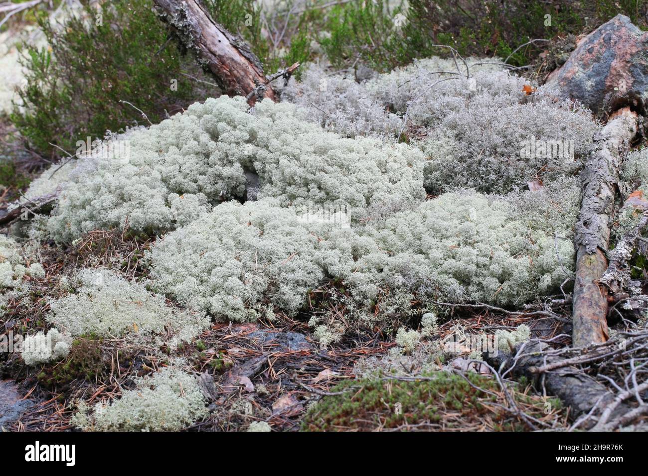 Cladonia stellaris, known as Star-tipped Reindeer Lichen, important ...