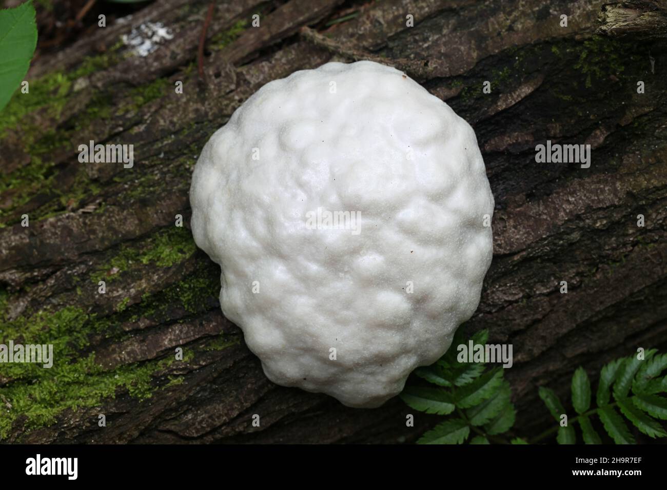 Reticularia lycoperdon, also called Enteridium lycoperdon, commonly ...