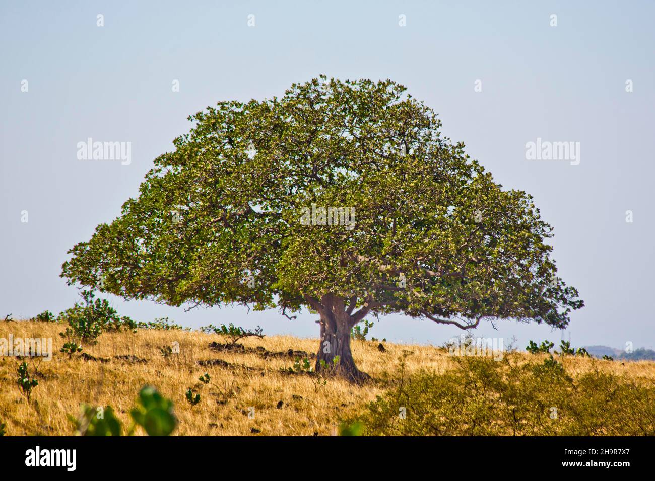 Acacia of the plateau of Jebel Samhan, Jebel Samhan, Dhofar, Oman Stock ...