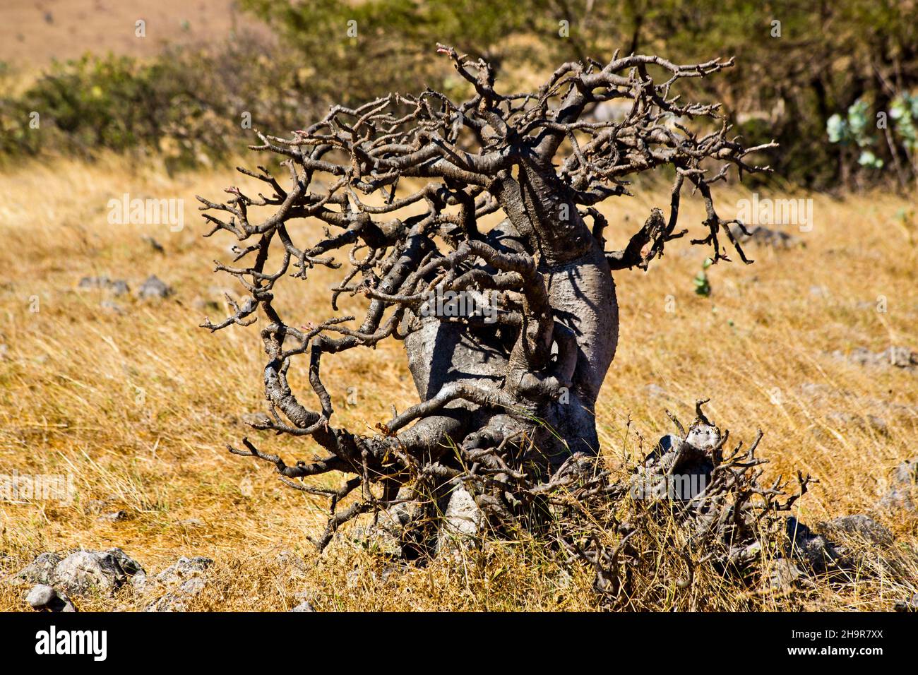 Desert rose in the plateau of Jebel Samhan, Jebel Samhan, Dhofar, Oman ...