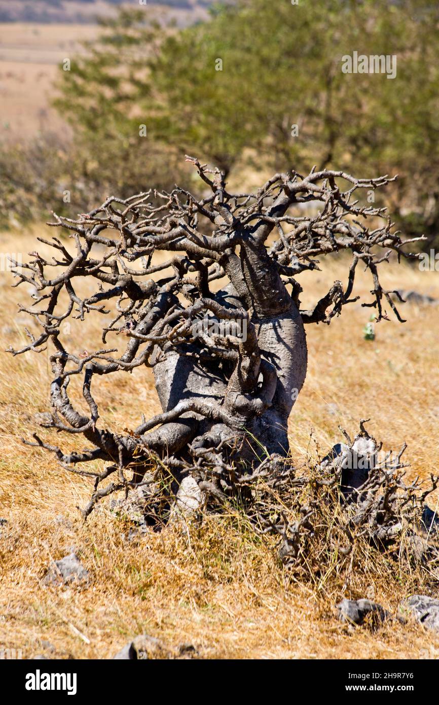 Desert rose in the plateau of Jebel Samhan, Jebel Samhan, Dhofar, Oman ...