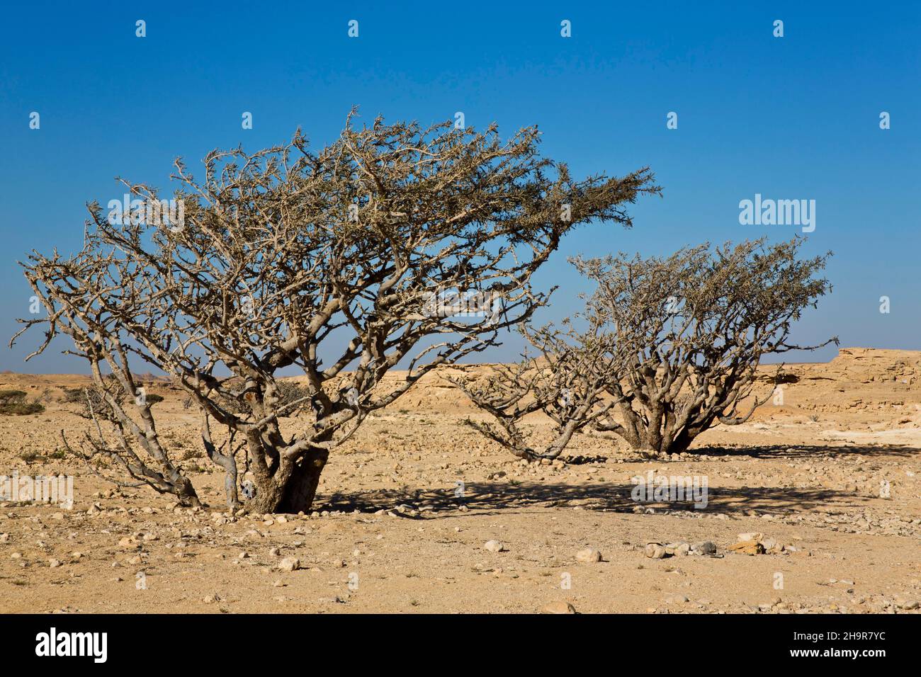 Incense trees in Wadi Doka, Salalah, Salalah, Dhofar, Oman Stock Photo ...