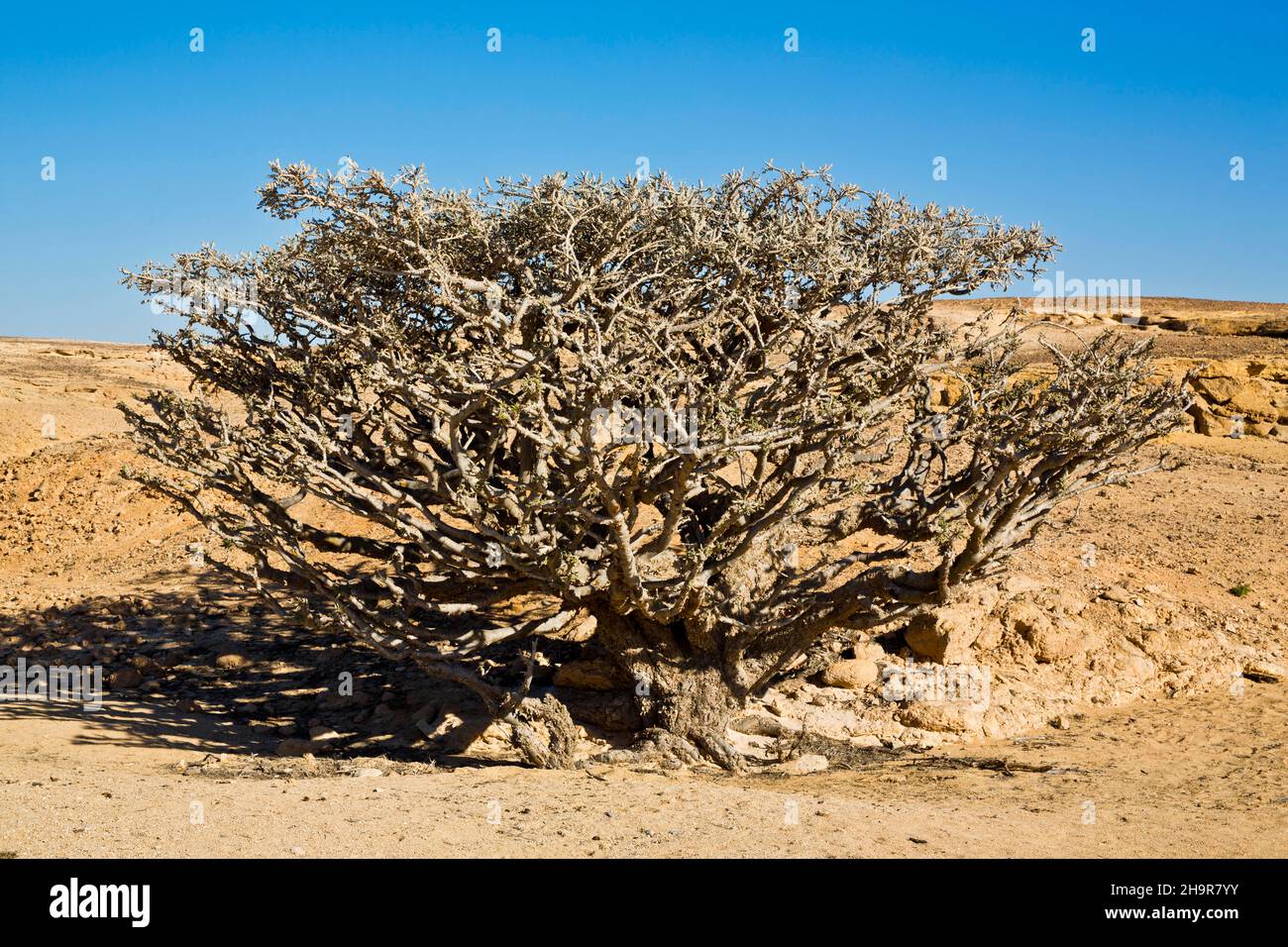 Frankincense trees in oman hi-res stock photography and images - Alamy