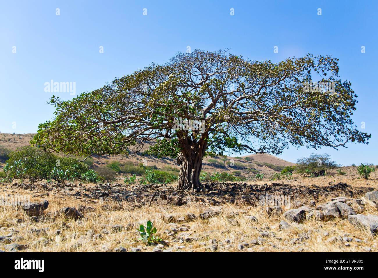 Acacia of the plateau of Jebel Samhan, Jebel Samhan, Dhofar, Oman Stock ...