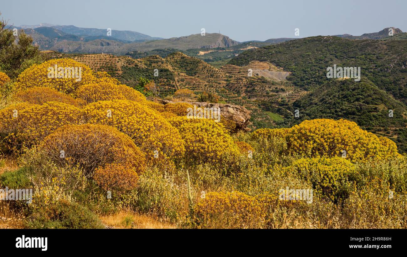 Colourful nature at Polyrinia, Crete, Polyrinia, Crete, Greece Stock ...
