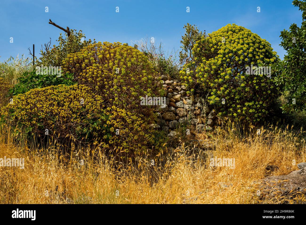 Polyrinia hi-res stock photography and images - Alamy