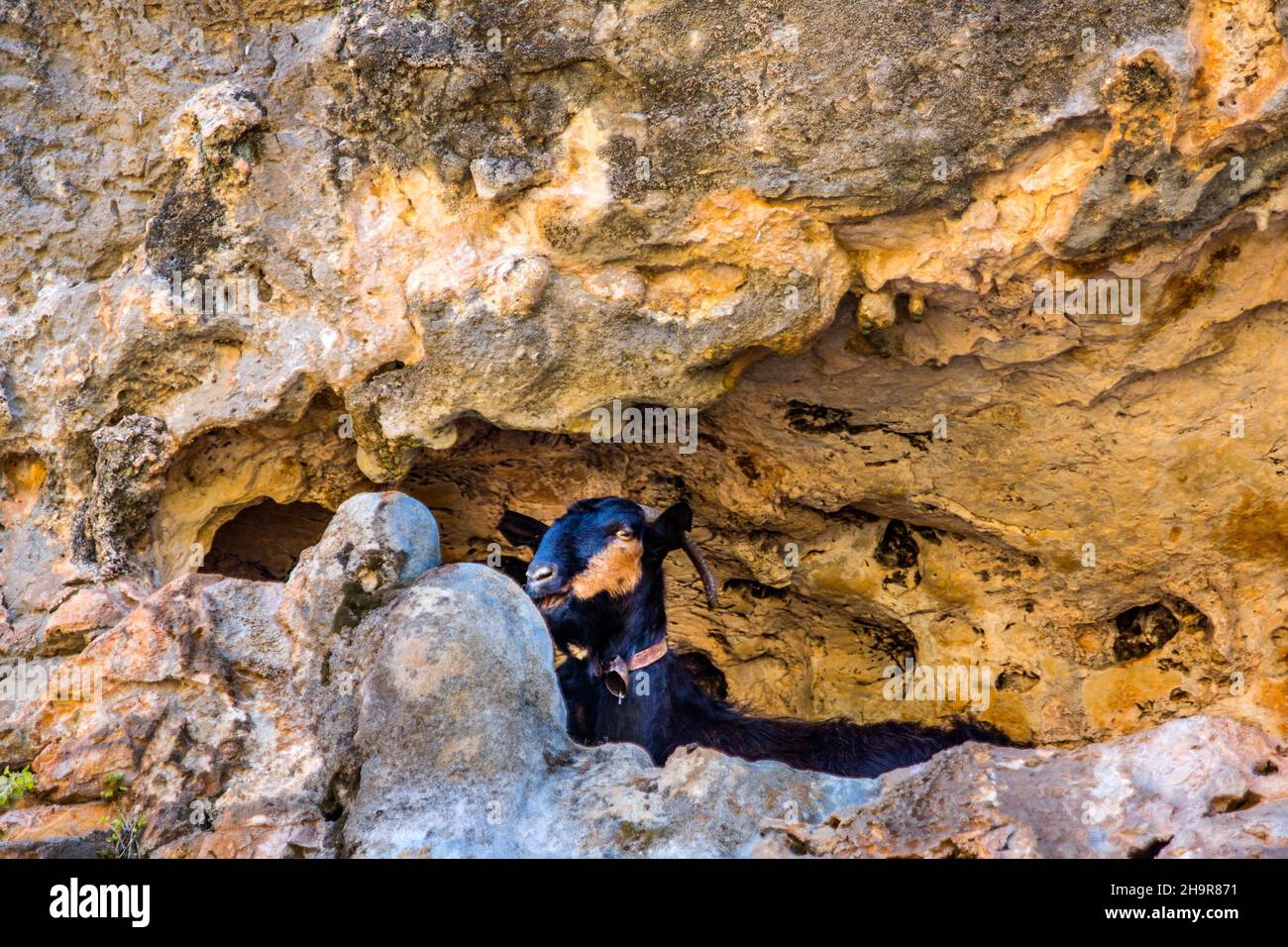 Goat in rock cave, abandoned Monastery Katholiko at Avlaki Gorge, Crete ...