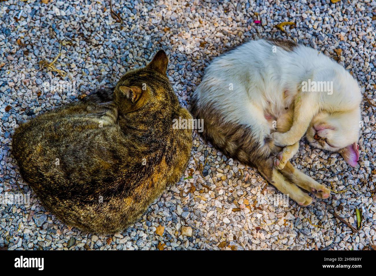 Cats of crete hi-res stock photography and images - Alamy