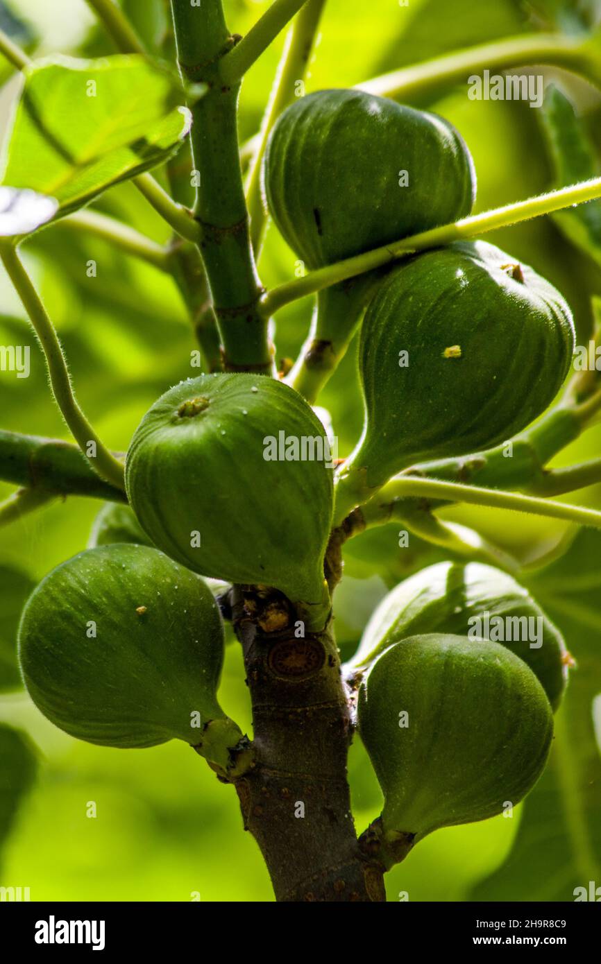 Fig Tree, Botanical Garden with flowers, shrubs, trees and herbs from ...