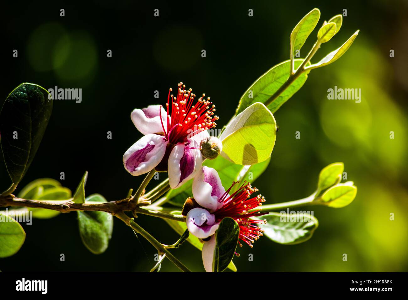Herbs shrubs hi-res stock photography and images - Alamy