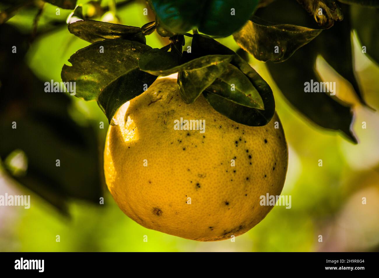 Pamelo hi-res stock photography and images - Alamy