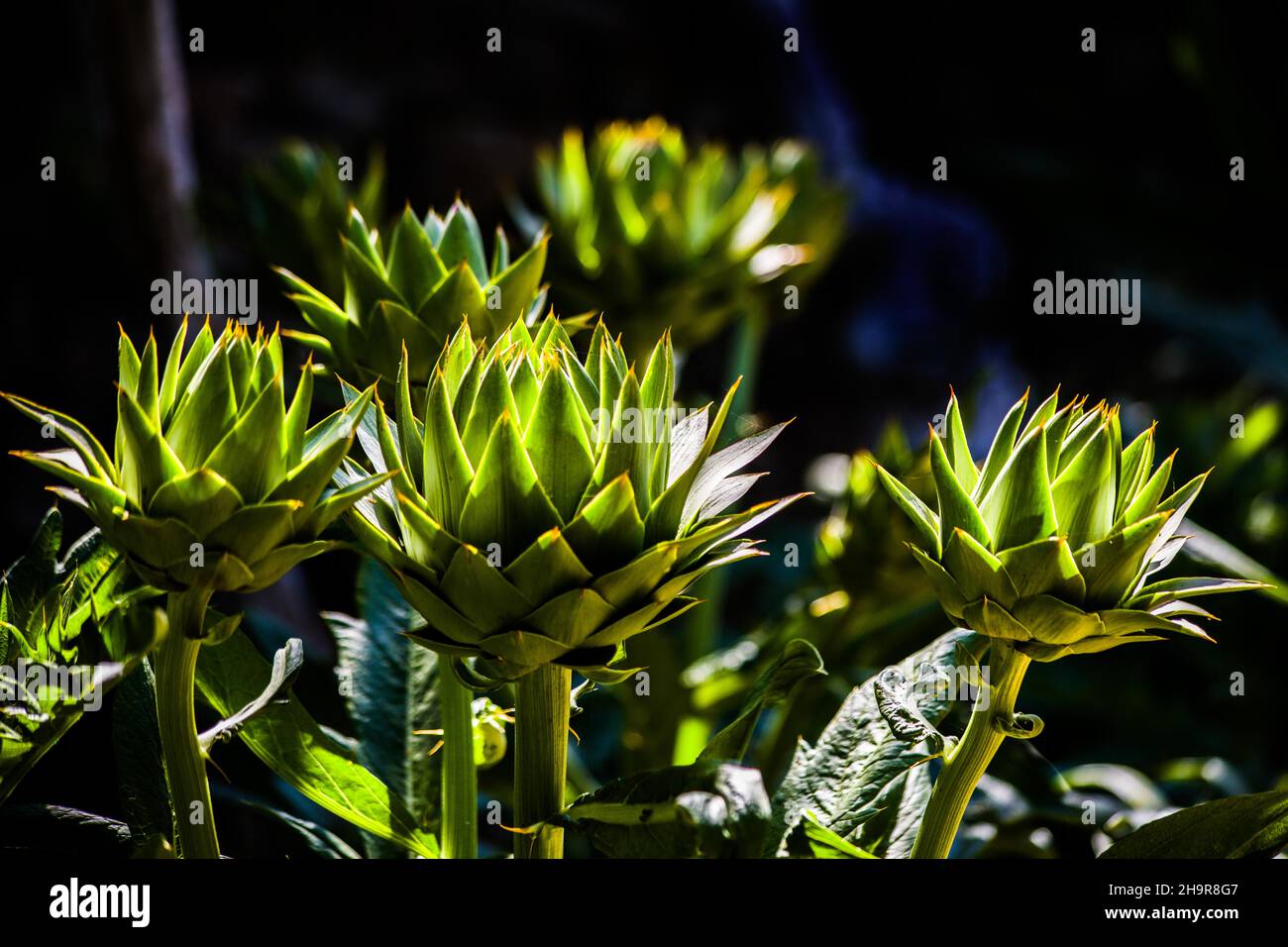 Botanical garden with flowers, shrubs, trees and herbs from Crete and ...