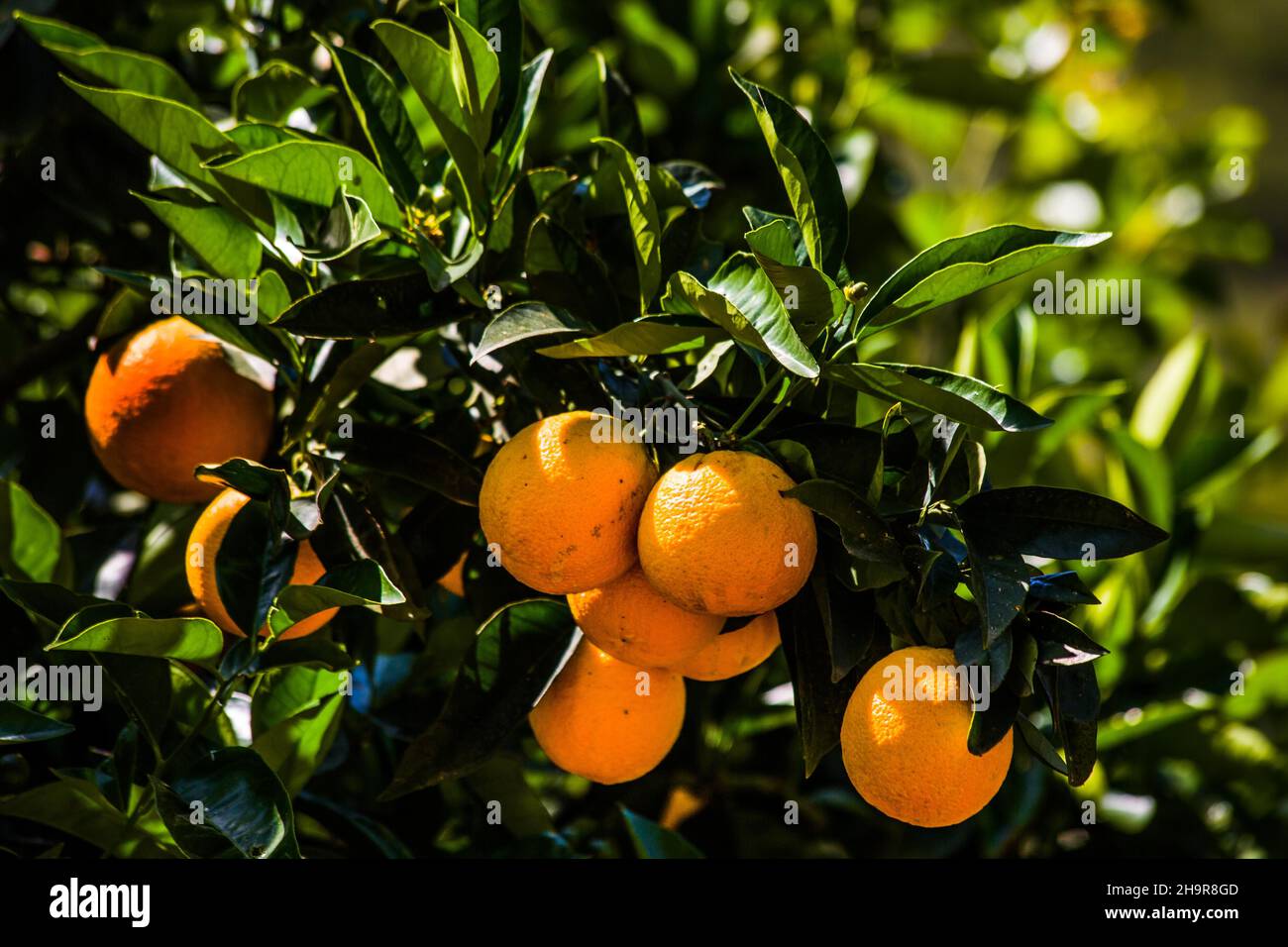Orange trees, Botanical garden with flowers, shrubs, trees and herbs ...