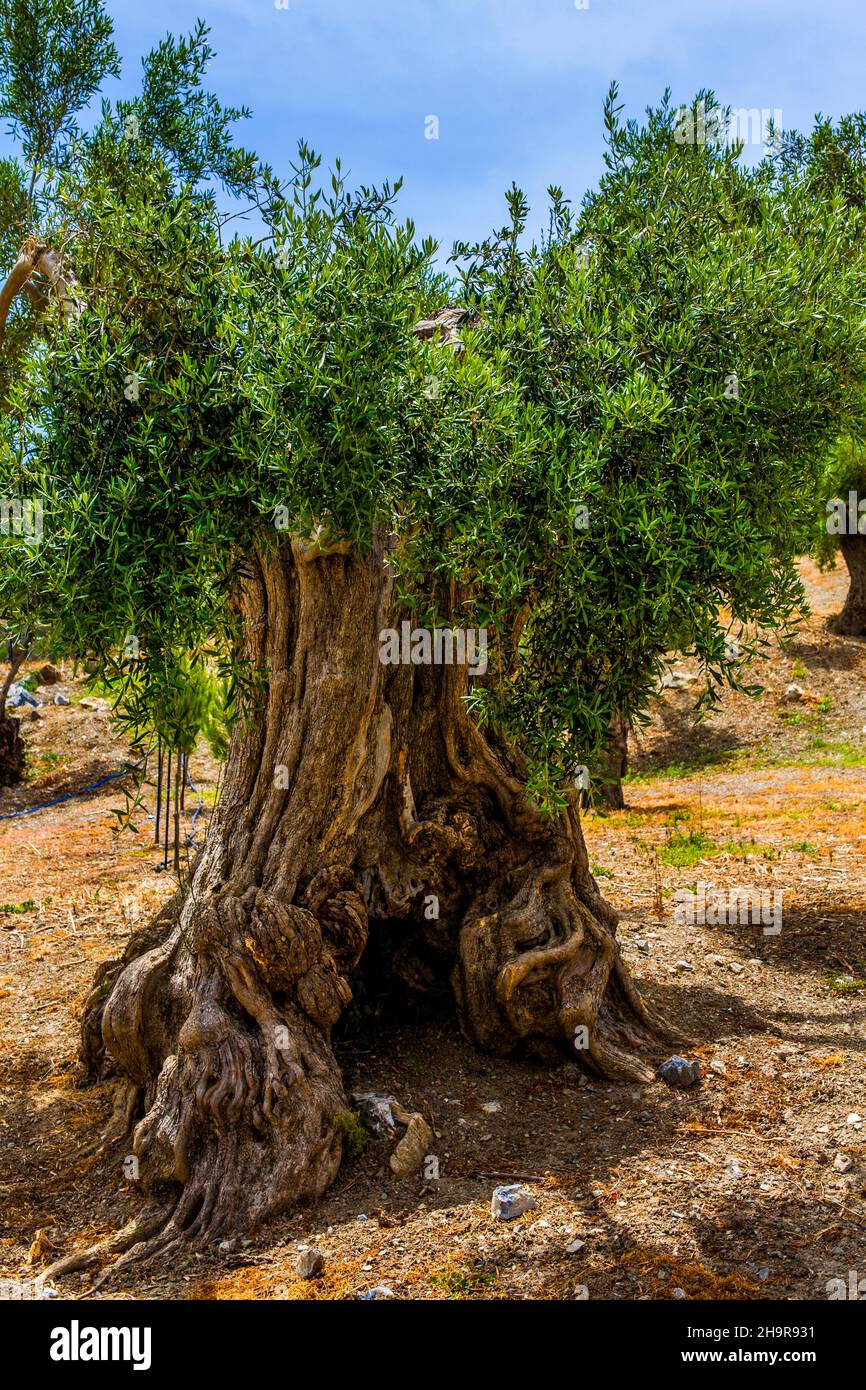 Olive tree, Crete, Crete, Greece Stock Photo - Alamy