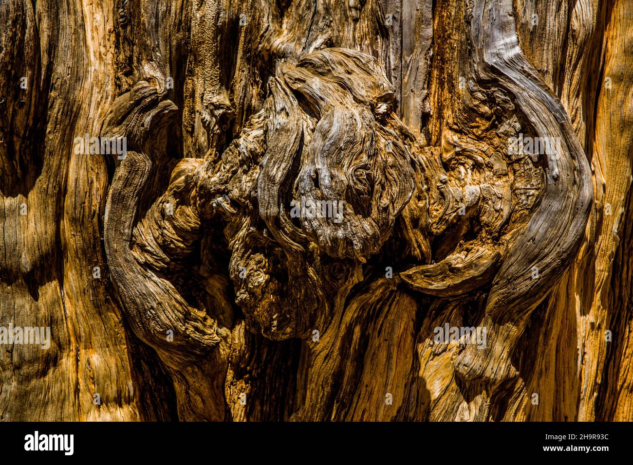 Olive tree, Crete, Crete, Greece Stock Photo - Alamy