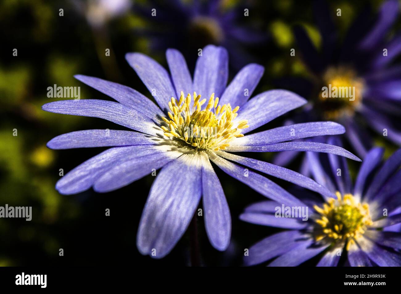 Blue aster flower in the park under the sunlight Stock Photo - Alamy