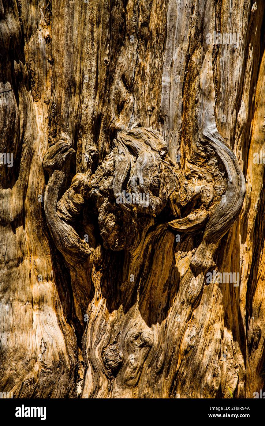 Olive tree, Crete, Crete, Greece Stock Photo - Alamy