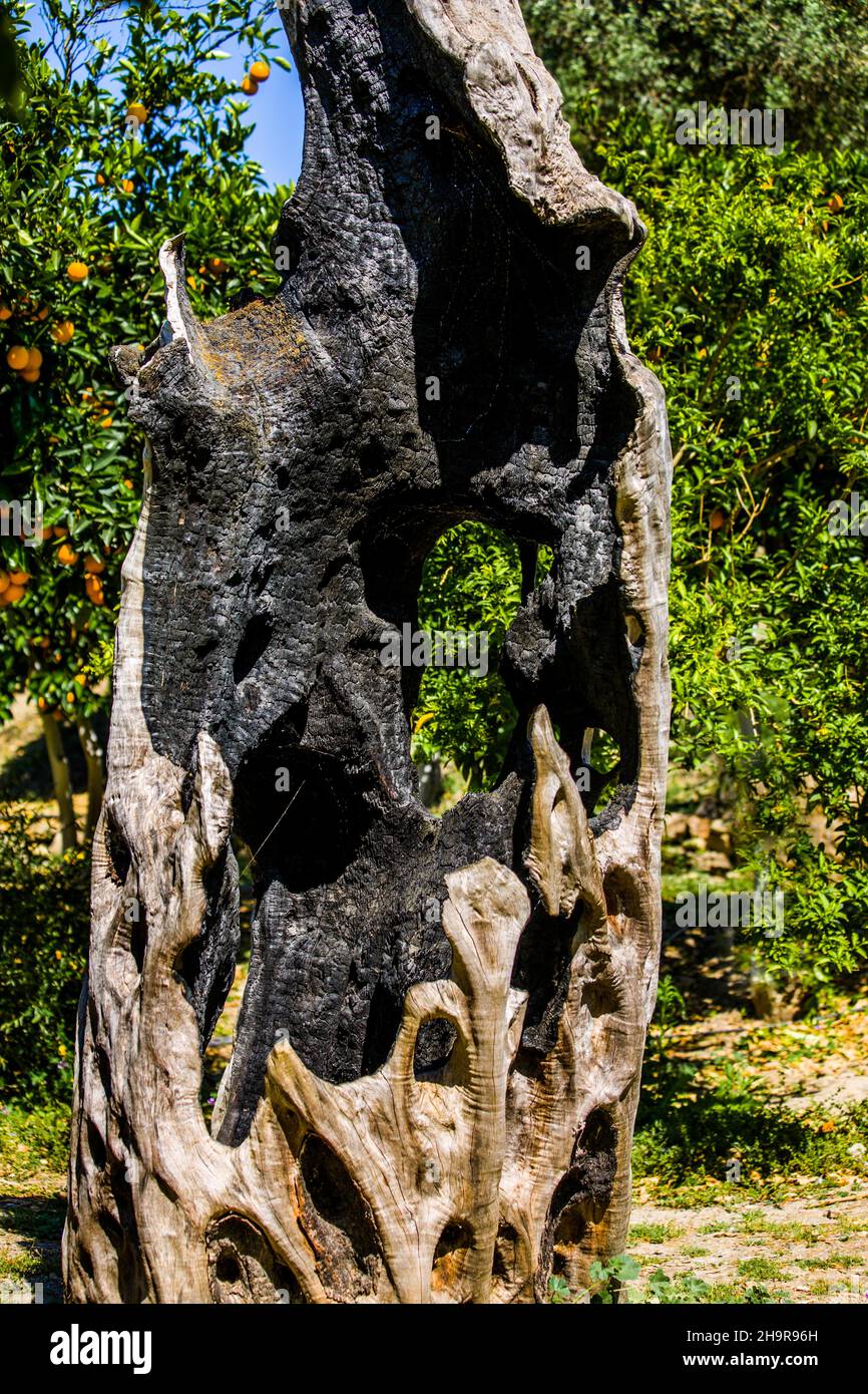 Burnt olive tree, Crete, Crete, Greece Stock Photo - Alamy