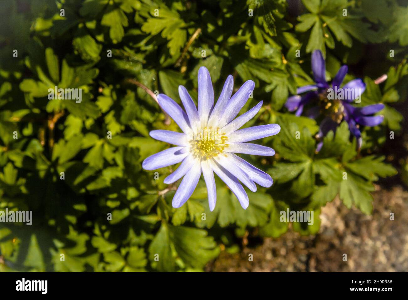 Blue aster flower hi-res stock photography and images - Alamy