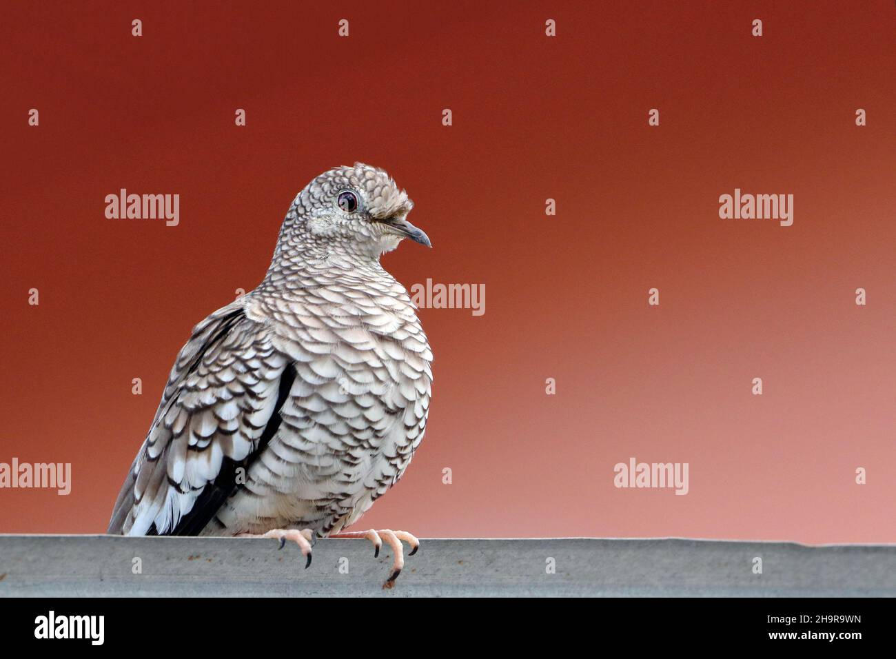 Scaled Dove (Columbina squammata) isolated and perched on a dark red ...