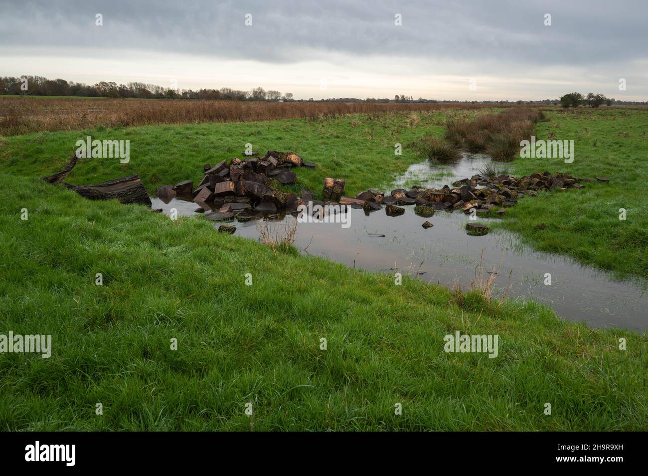 Felled tree cut into small logs laying in a dyke in Norfolk England ...
